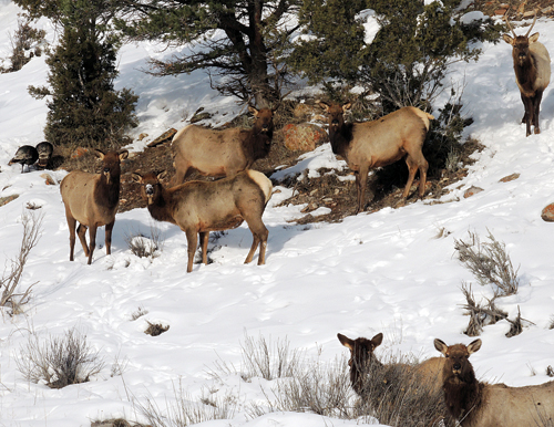 Elk enjoy good weather… | The Herald Times | Serving Meeker, Rangely ...