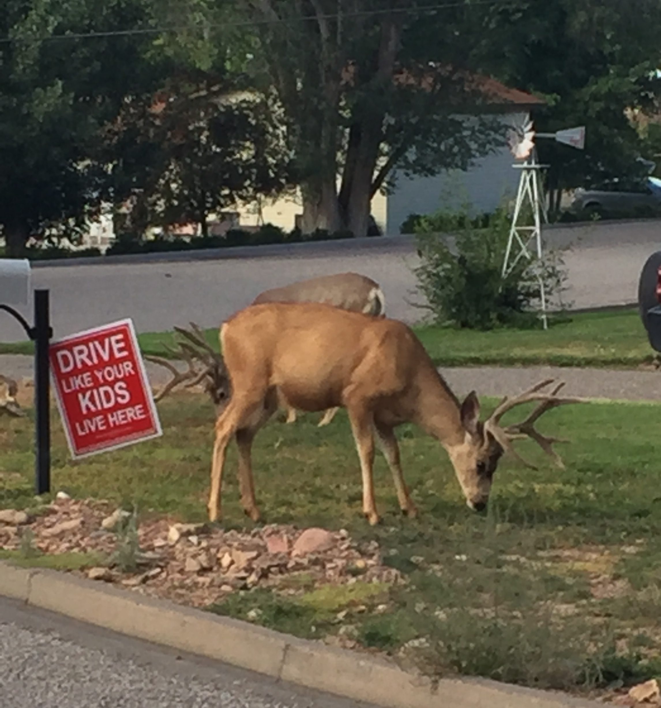 Wildlife … | The Herald Times | Serving Meeker, Rangely, Dinosaur ...