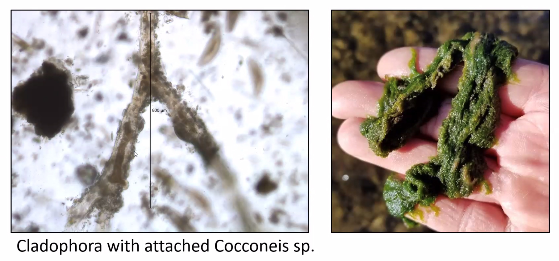 CONSERVATION CORNER: The White River Algae Study Update | The Herald ...