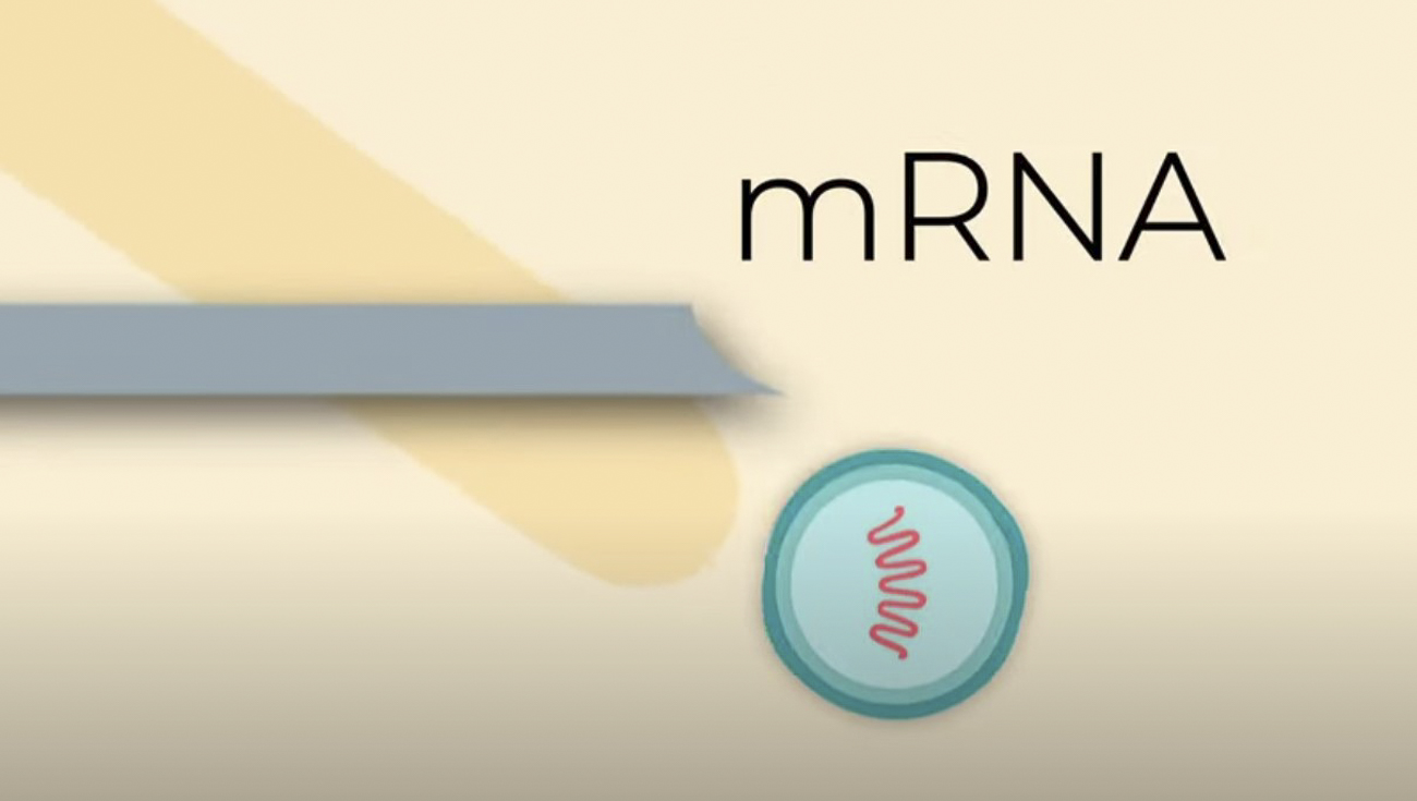 A brief review of the COVID vaccines | The Herald Times | Serving ...