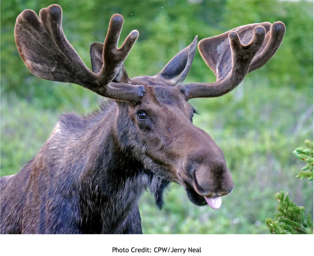 Learn more about moose at Grand Mesa Moose Day | The Herald Times ...