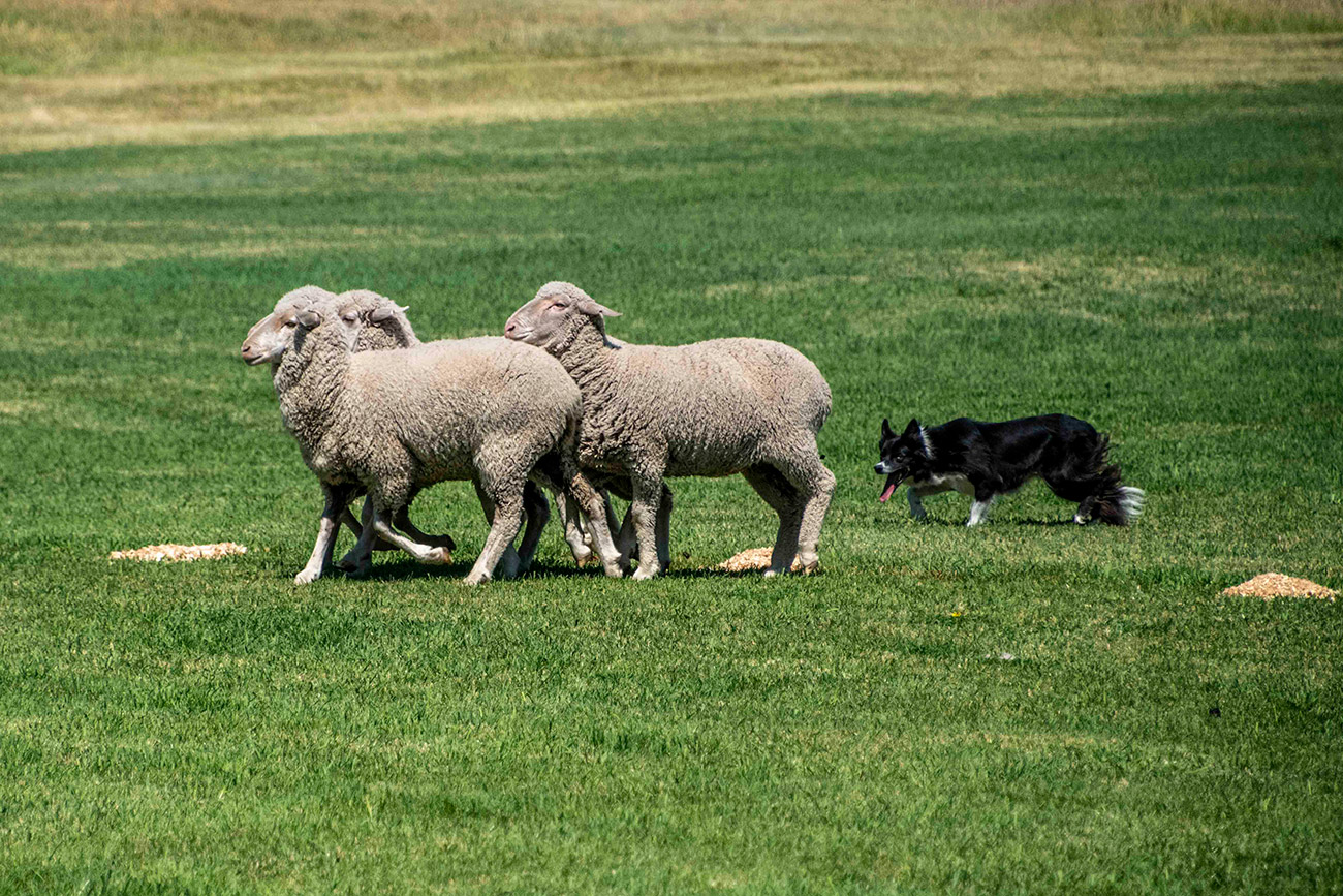 Counting sheep at the Meeker Classic | The Herald Times | Serving ...