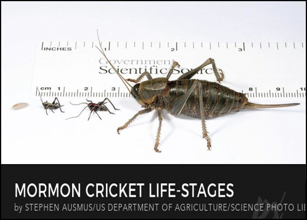 Preventative measures for cricket control underway | The Herald Times ...